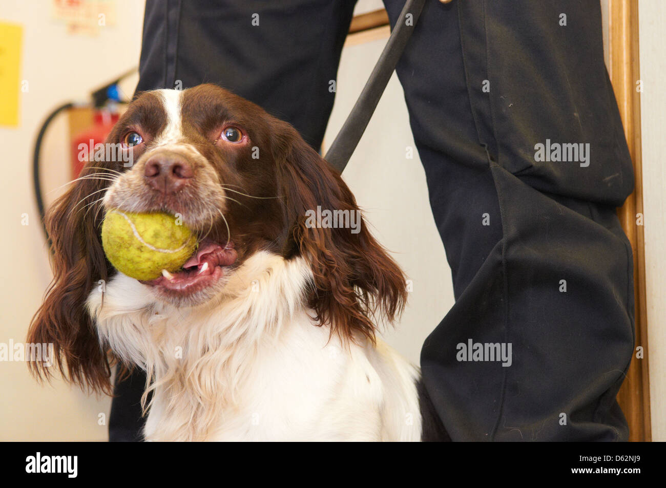 Drug detector dog hi-res stock photography and images - Alamy