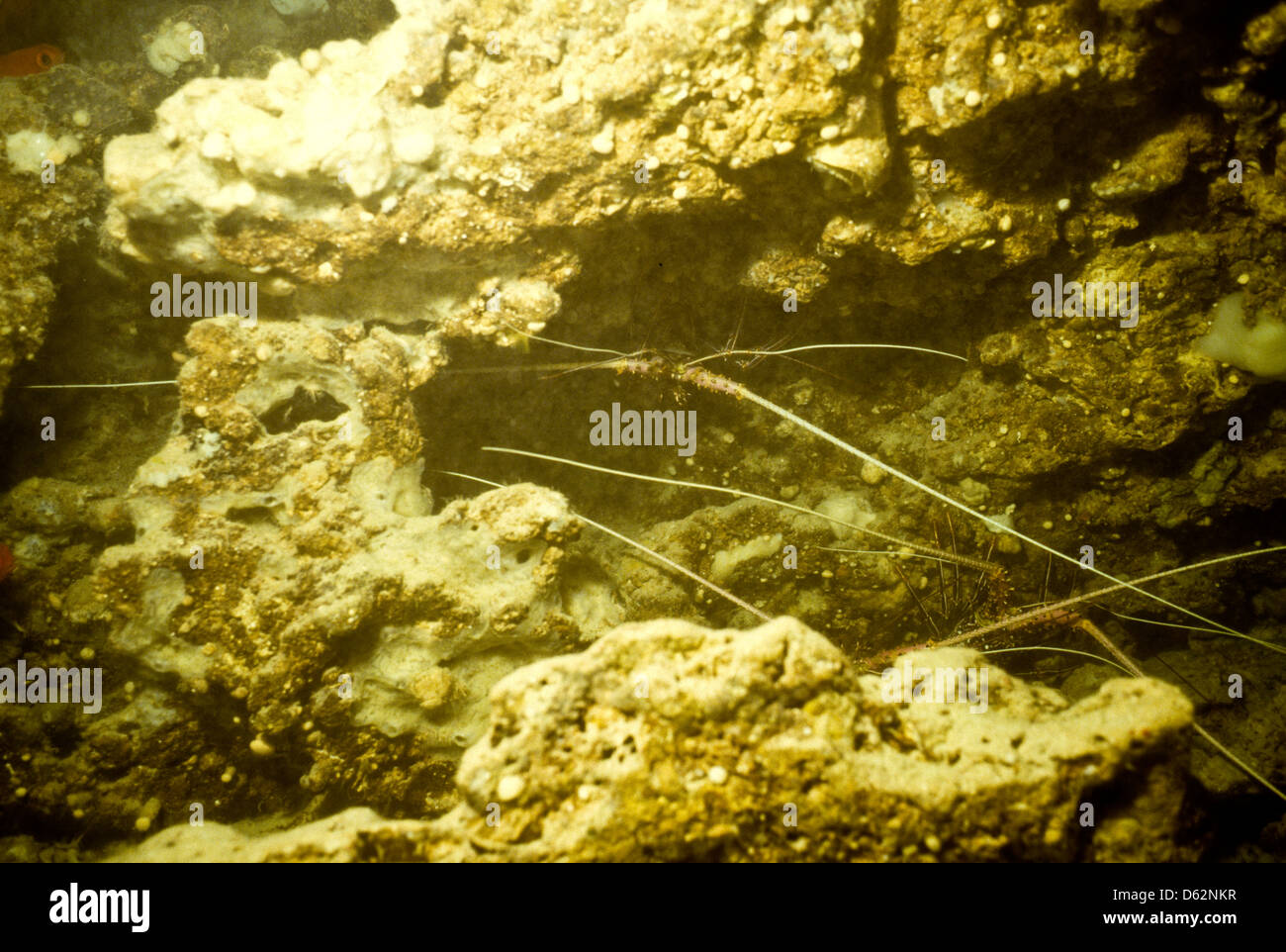 Extinct lobster hi-res stock photography and images - Alamy