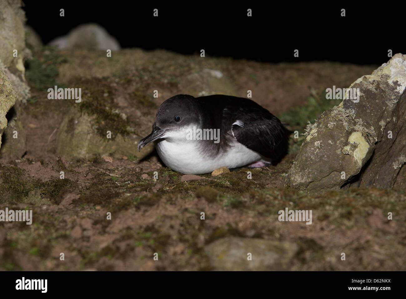 puffinus puffinus - Manx Shearwater at rest on land Stock Photo - Alamy