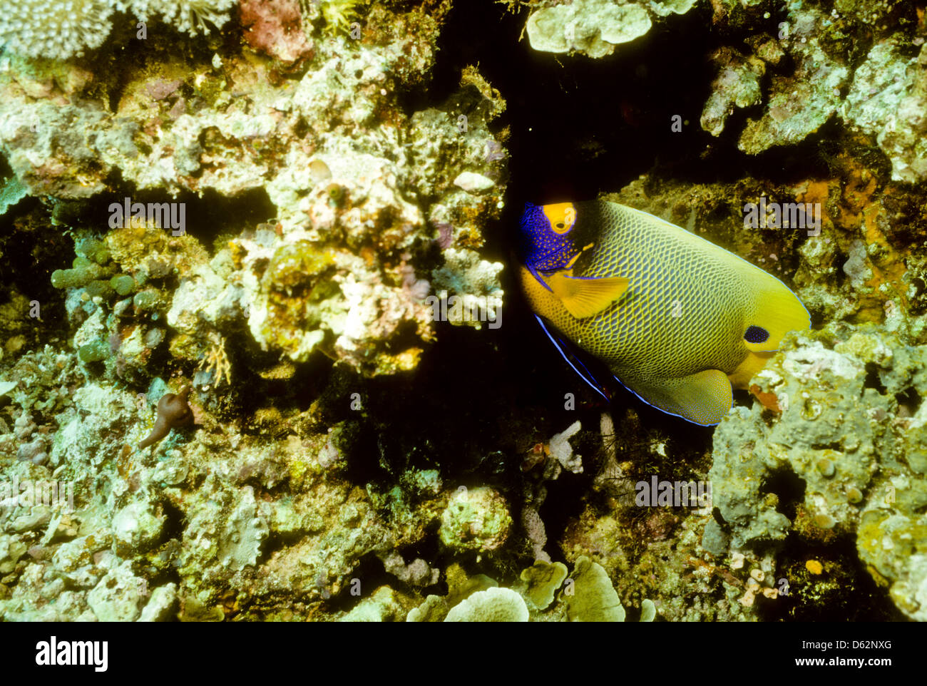 Yellowmasked Angelfish,Pomacanthus Xanthometopan,Sipadan May1992 ...