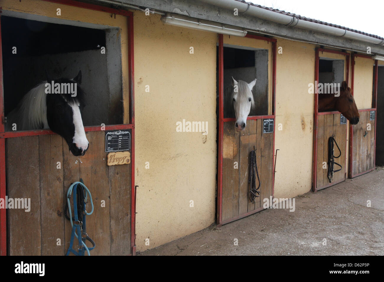 mighty horse stallions in the enclosure of a barn of a riding school ...