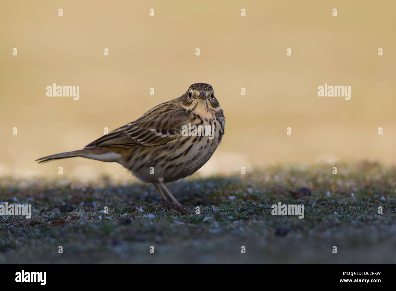Upland ground birds hi-res stock photography and images - Alamy
