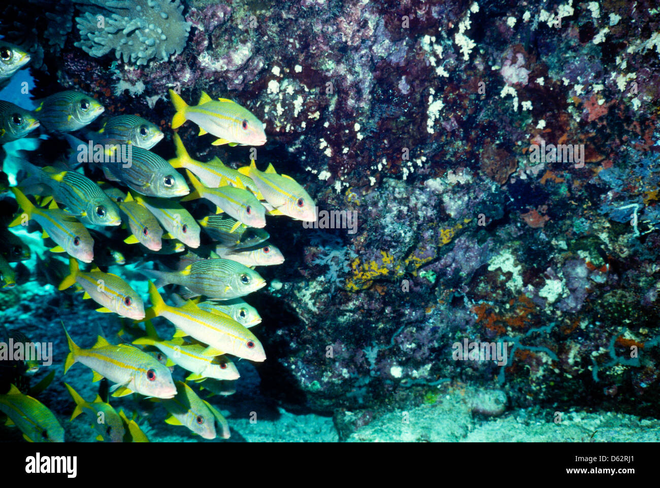 Blueline Snapper,Lutjanus coeruleolineatus,Sipadan May 1992 Underwater ...