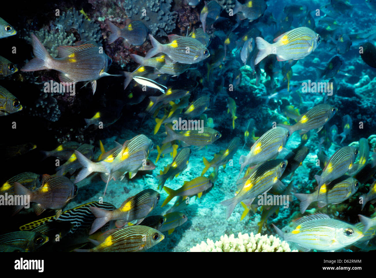 Blueline Snapper,Lutjanus coeruleolineatus,Sipadan May 1992 Underwater ...