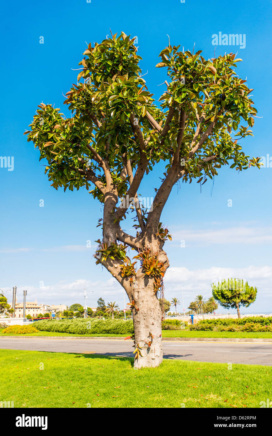 Lone standing tree hi-res stock photography and images - Alamy