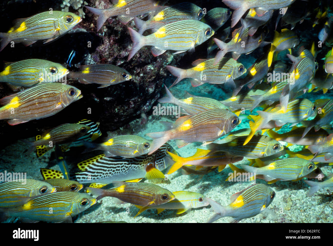 Blueline Snapper,Lutjanus coeruleolineatus,Sipadan May 1992 Underwater ...