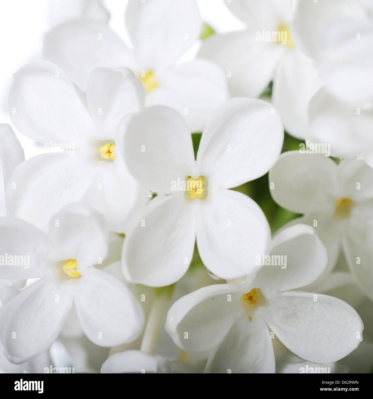 Lilac flo hi-res stock photography and images - Alamy