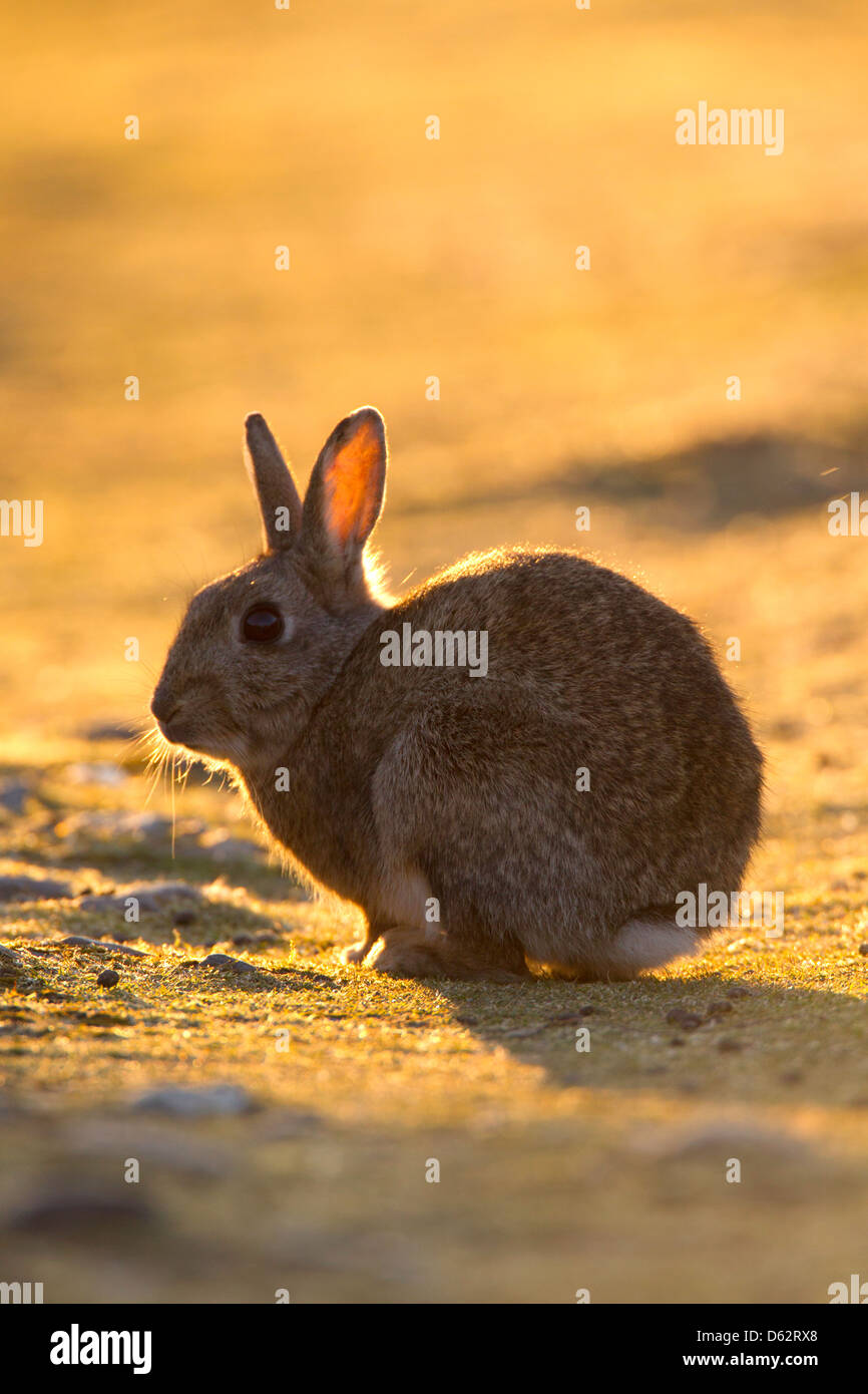 oryctolagus cuniculas - wild rabbit sitting, back-lit by sunset Stock ...