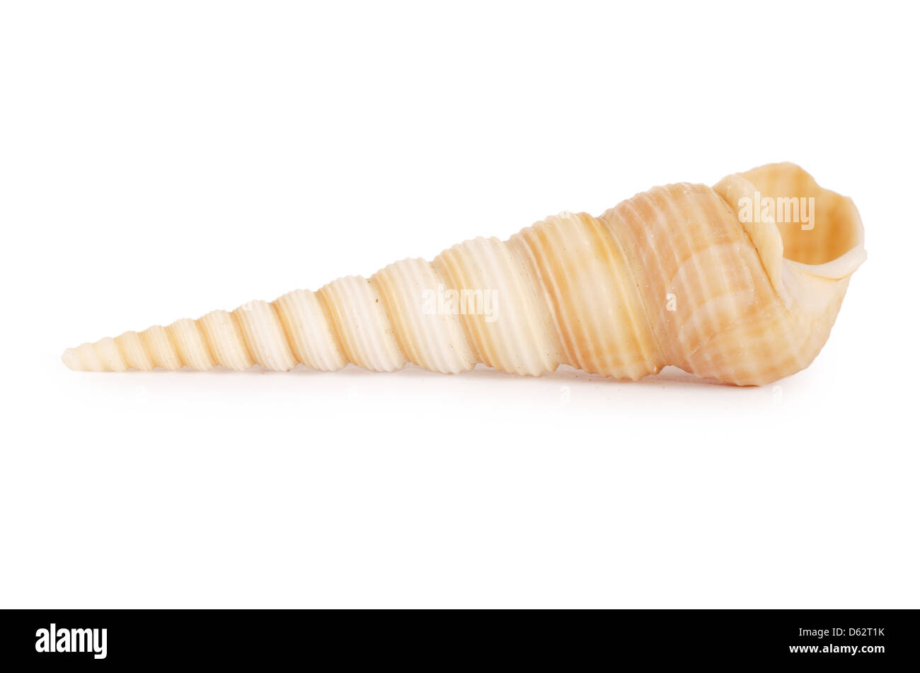 Sea shell isolated on a white background Stock Photo - Alamy