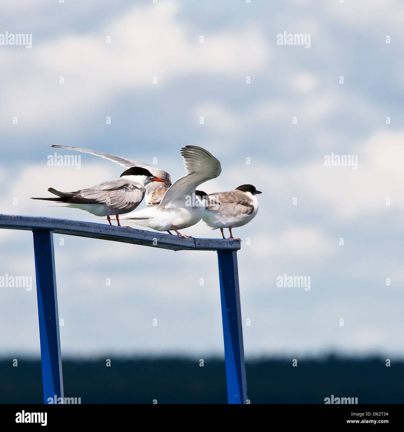 Seagulls parapet hi-res stock photography and images - Alamy