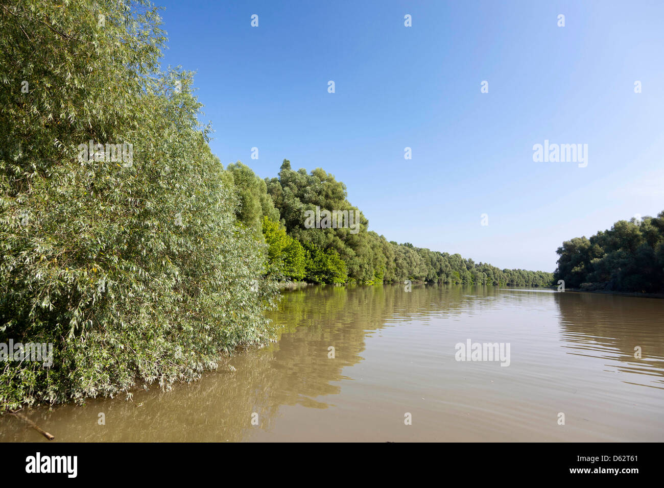 Forest in danube drava national park hi-res stock photography and ...