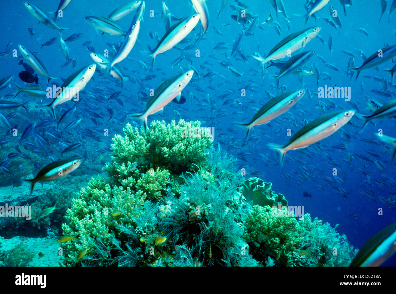 Shoaling Species High Resolution Stock Photography and Images - Alamy