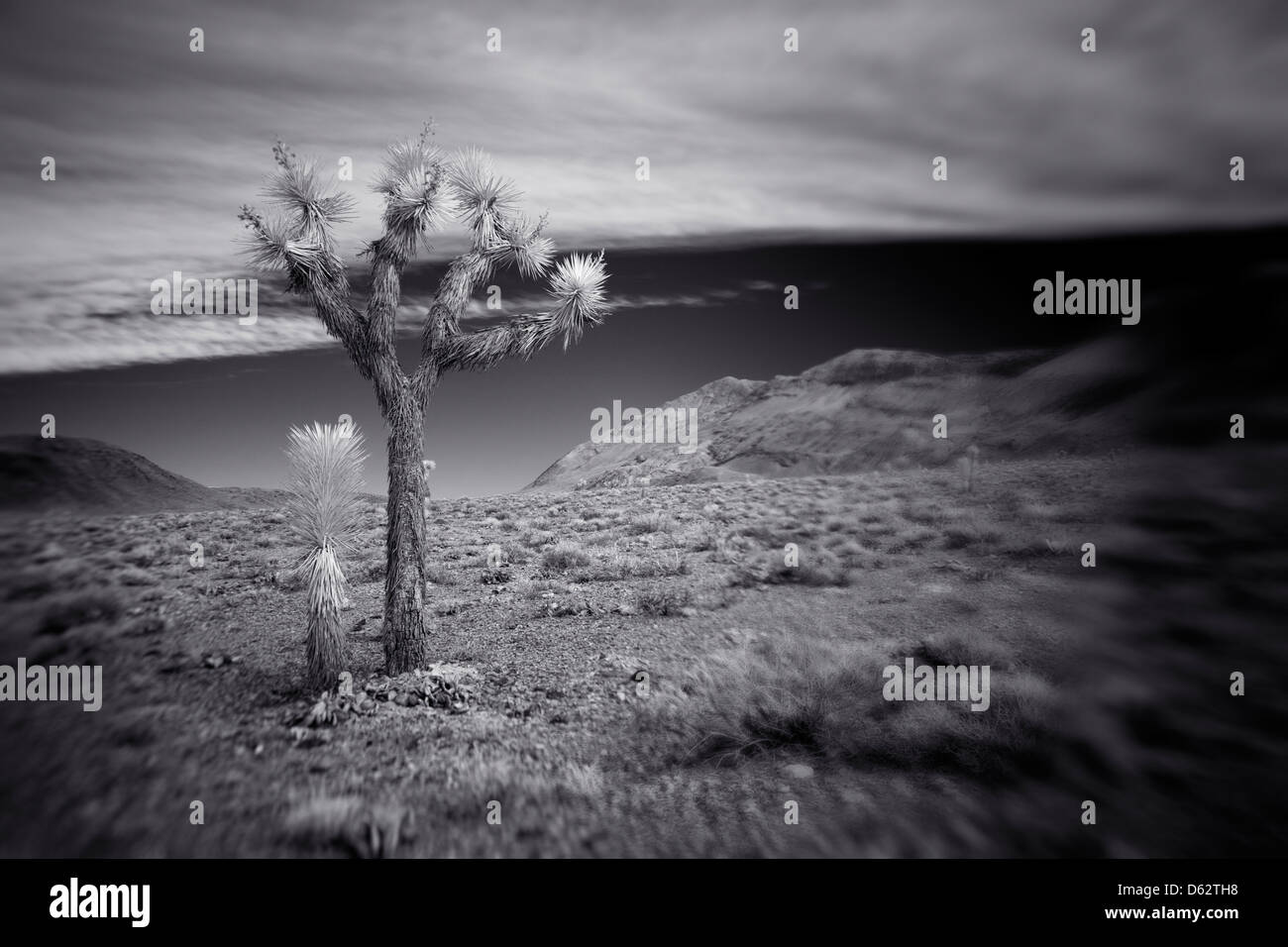 Joshua trees growing in dry desert of Death Valley, California, USA ...