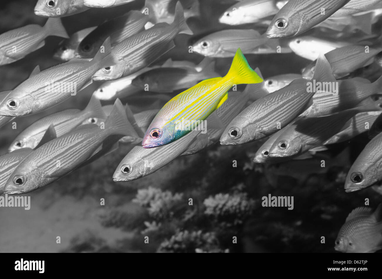 Blue lined snapper fish standing out mong several fishes underwater ...