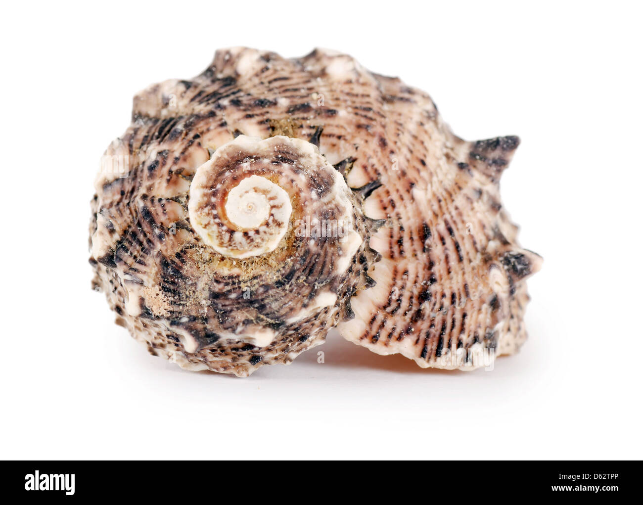Sea shell isolated on a white Stock Photo - Alamy