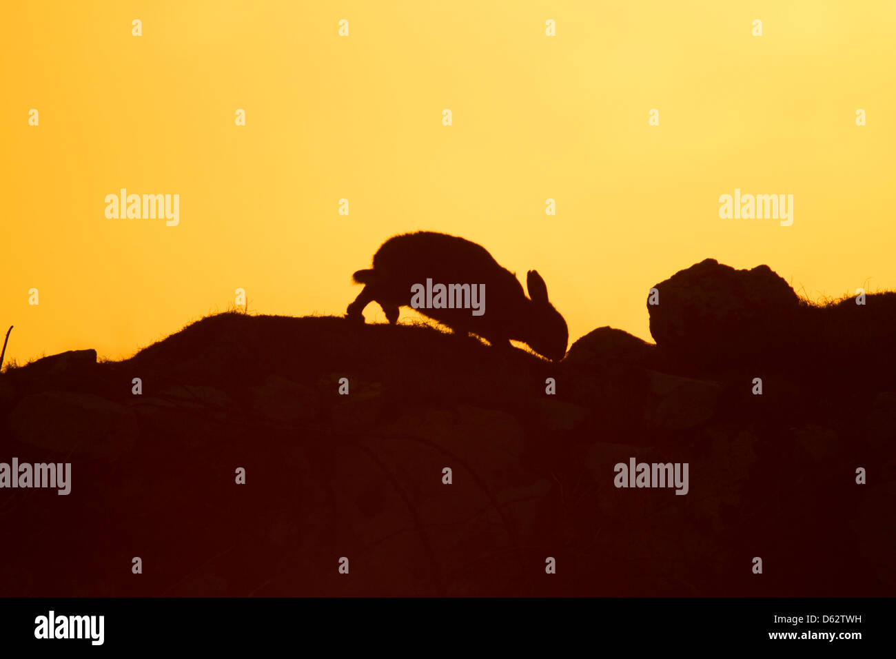 Rabbit running hi-res stock photography and images - Alamy