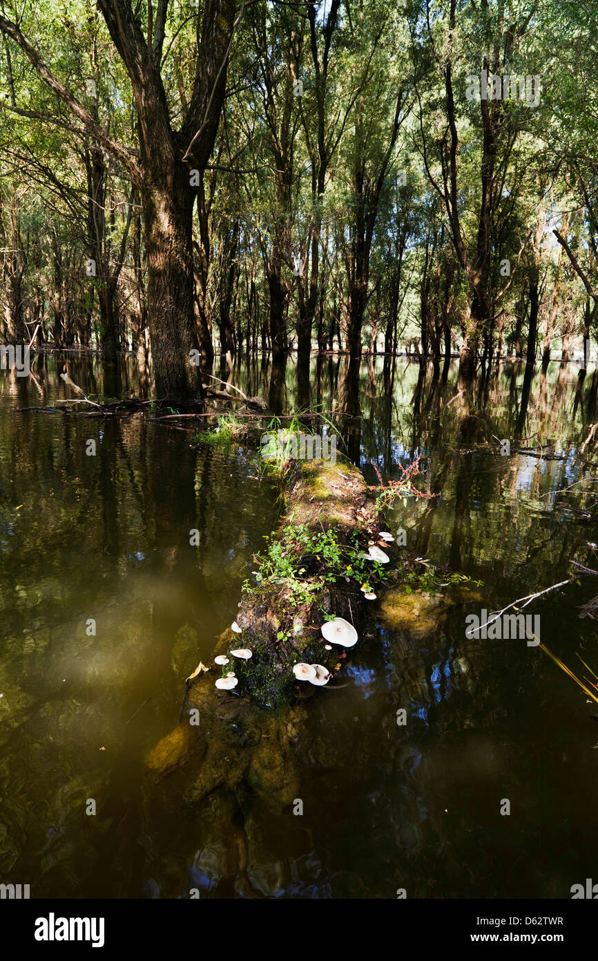 Danube drava hi-res stock photography and images - Alamy
