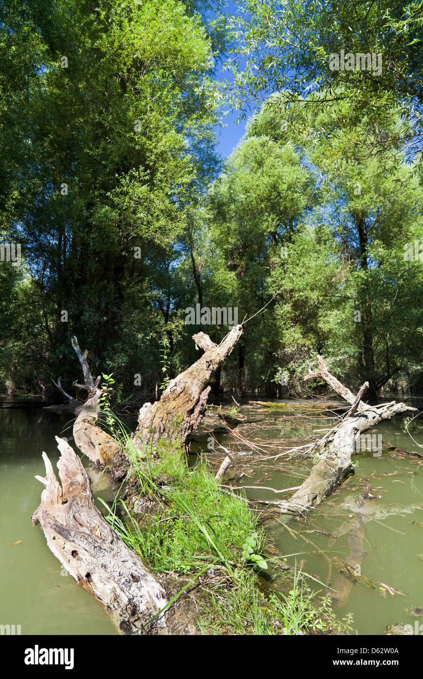 The Gemenc Forest in the Danube-Drava National Park, Hungary Stock ...