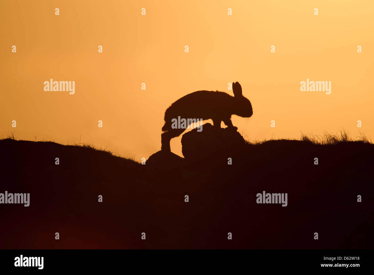 oryctolagus cuniculas - wild rabbit running along wall on Skomer Island ...