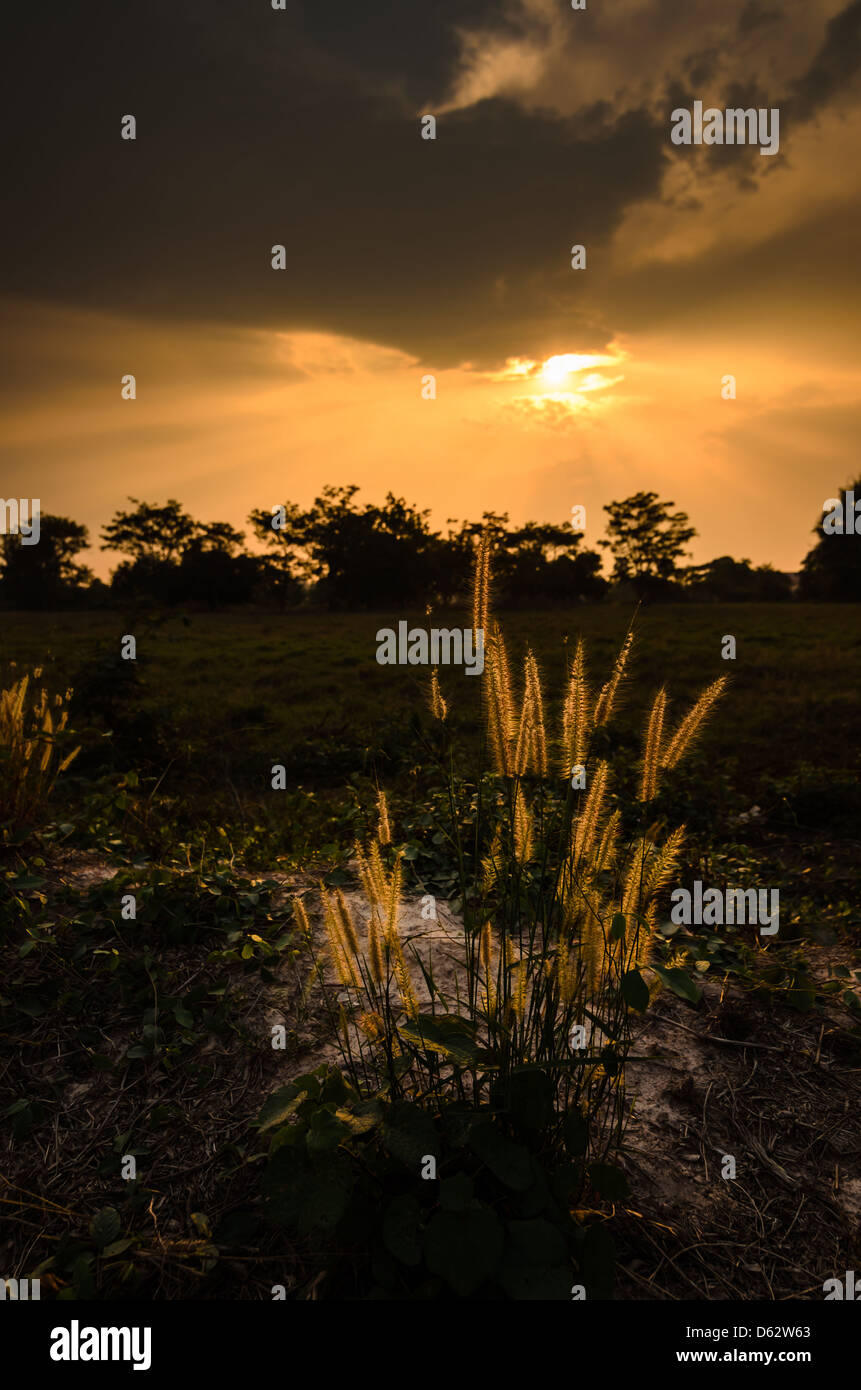 Foxtail weed in the evening in nature concept Stock Photo - Alamy