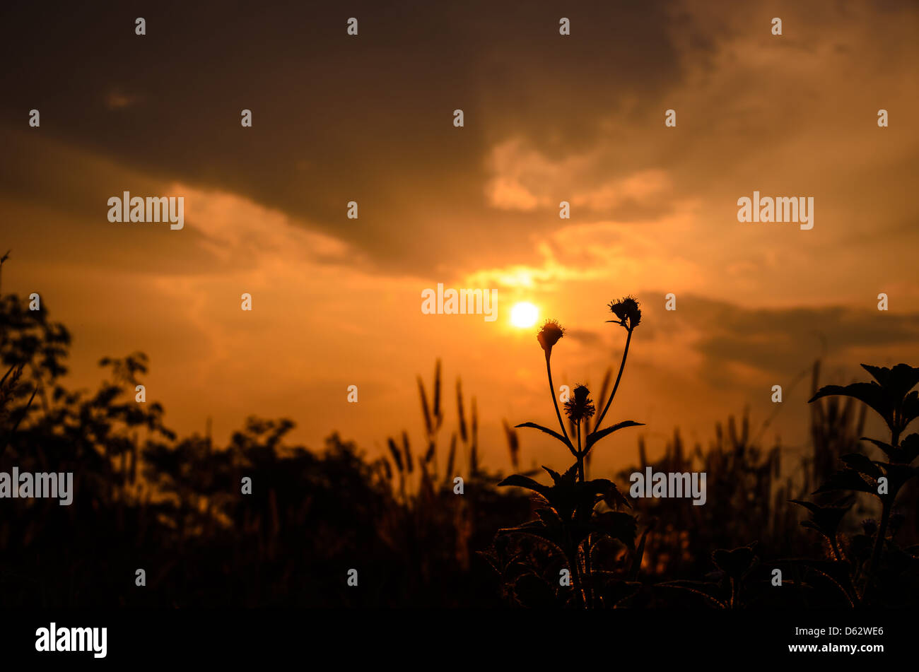 Plant in the evening sunset in the nature concept Stock Photo - Alamy
