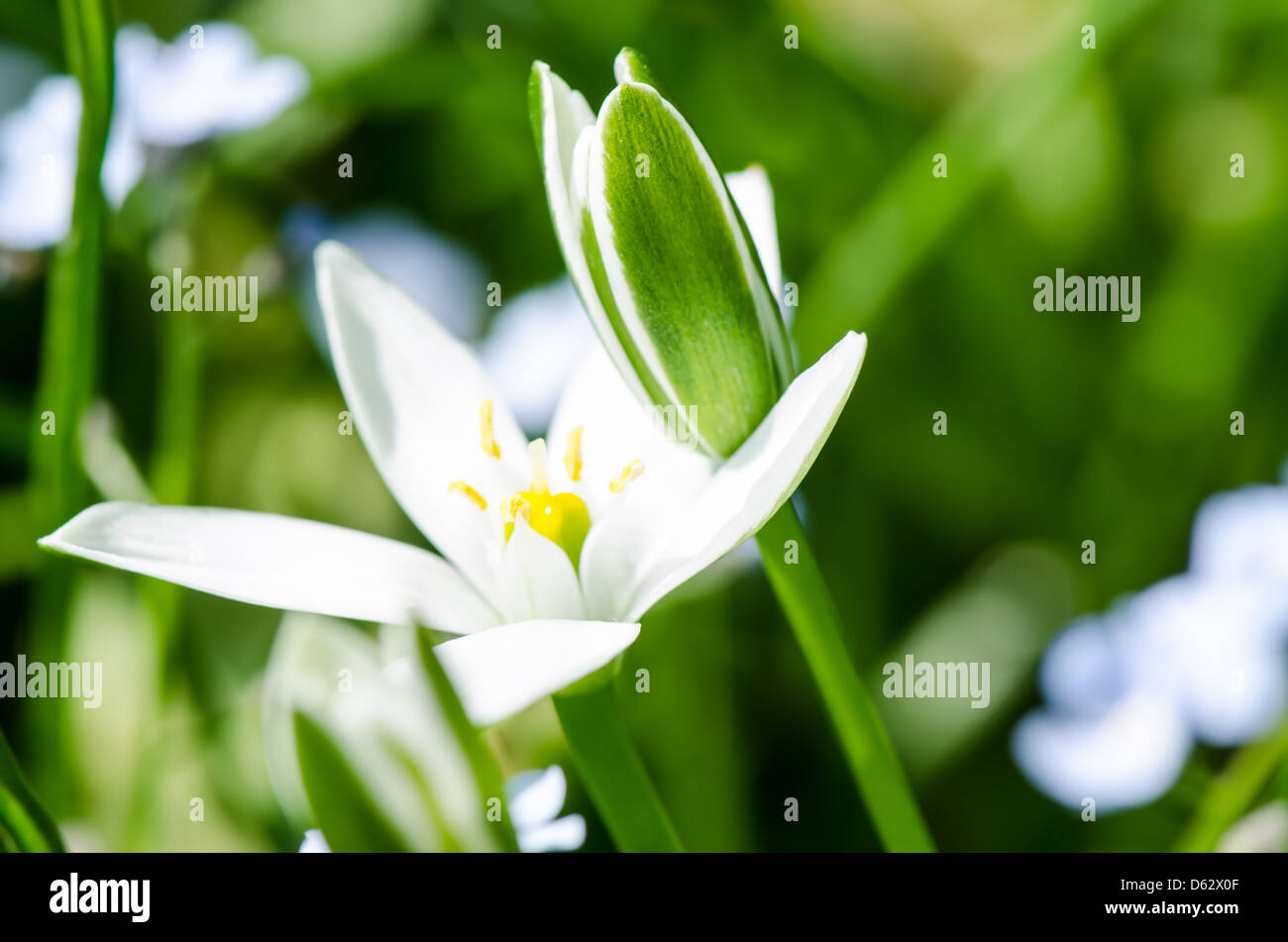 White spring flowers Stock Photo - Alamy