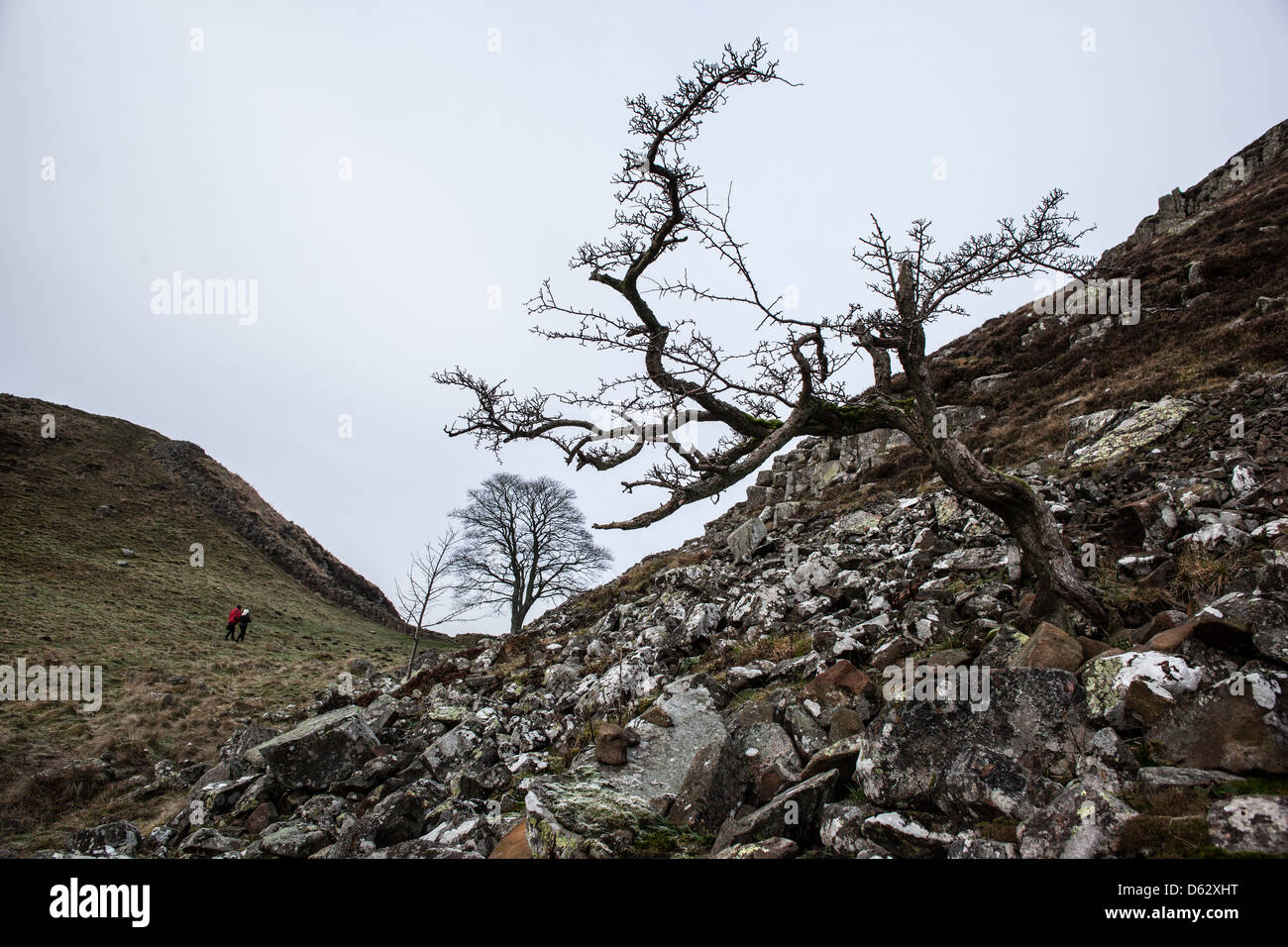 Hadrians wall robin hood tree Stock Photo - Alamy