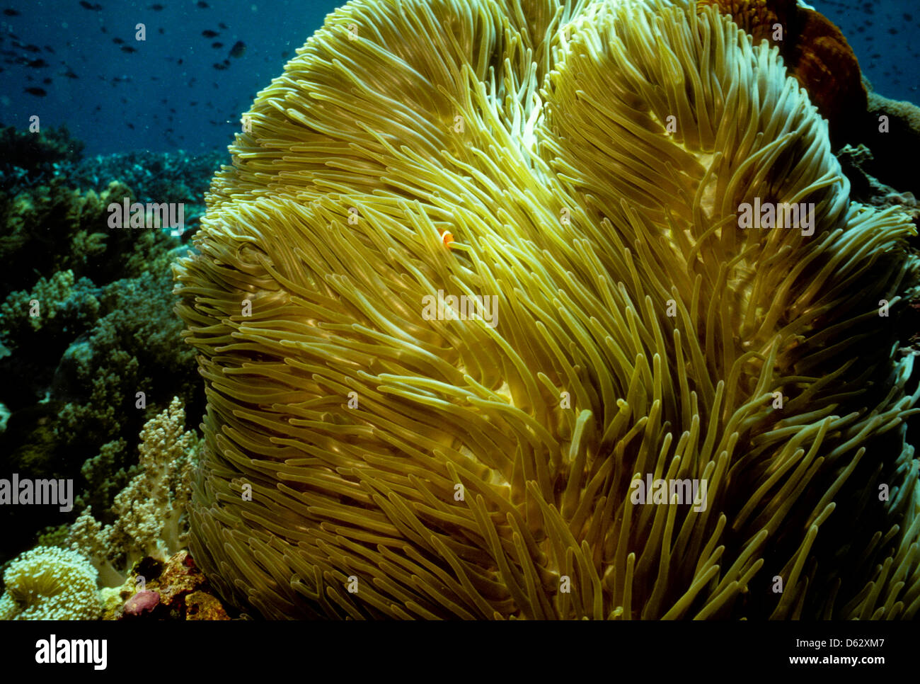 Common Anemonefish,Amphiprion ocellaris,Sipadan May 1992 Underwater ...