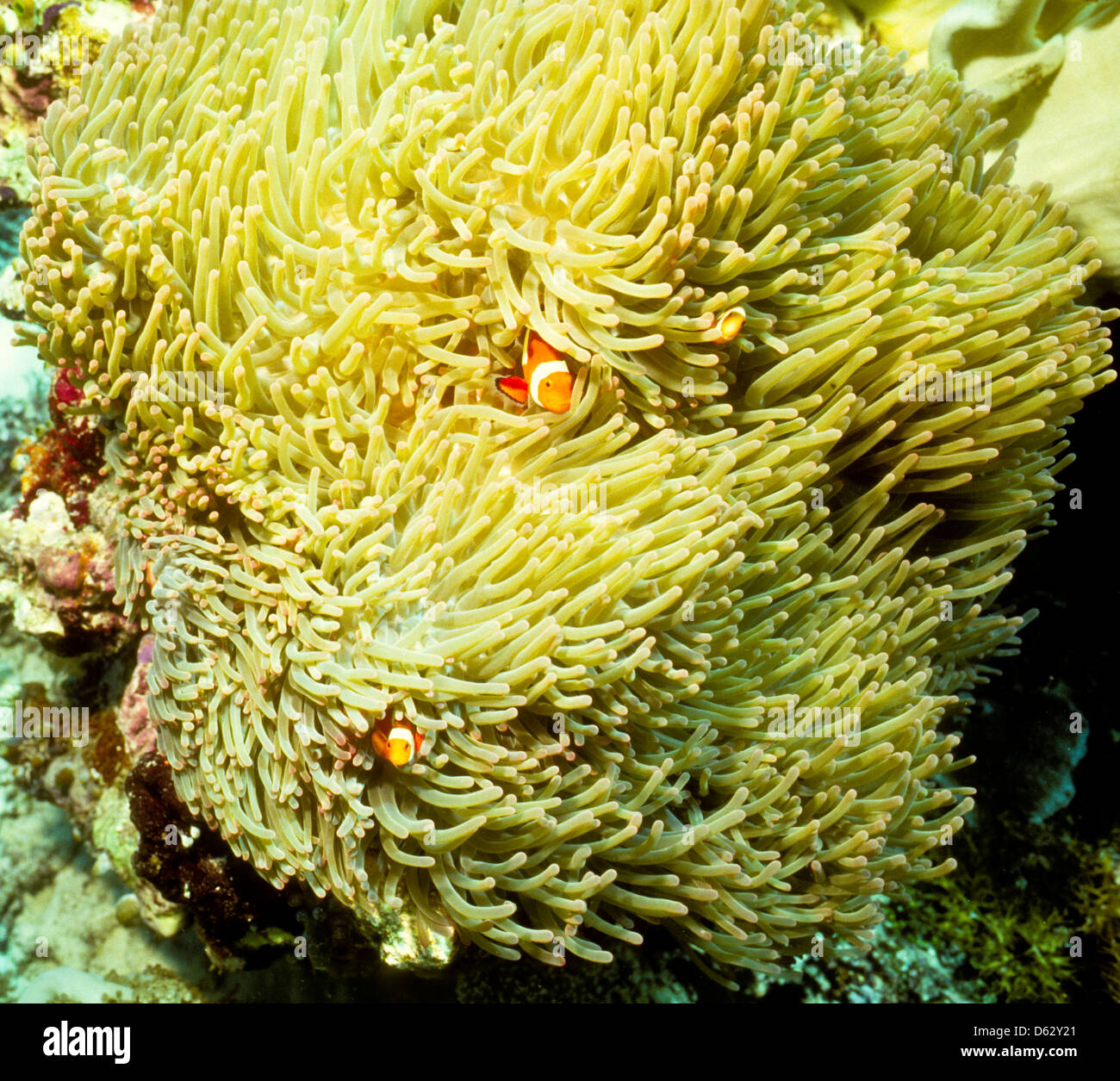 Common Anemonefish,Amphiprion ocellaris,Sipadan May 1992 Underwater ...