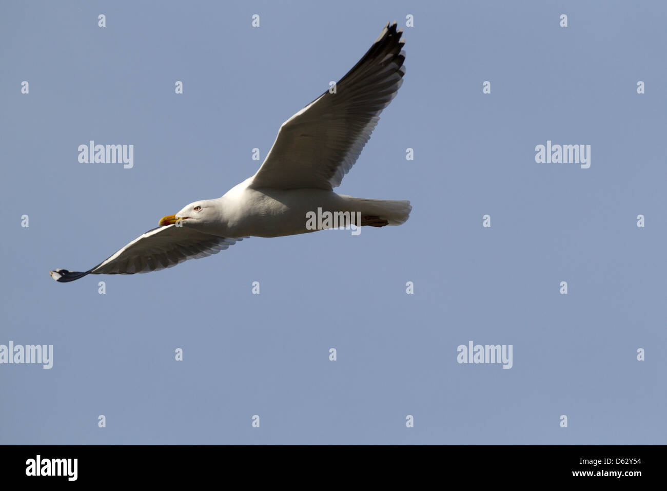 Larus marinus - Great black-backed gull in flight against a blue sky ...