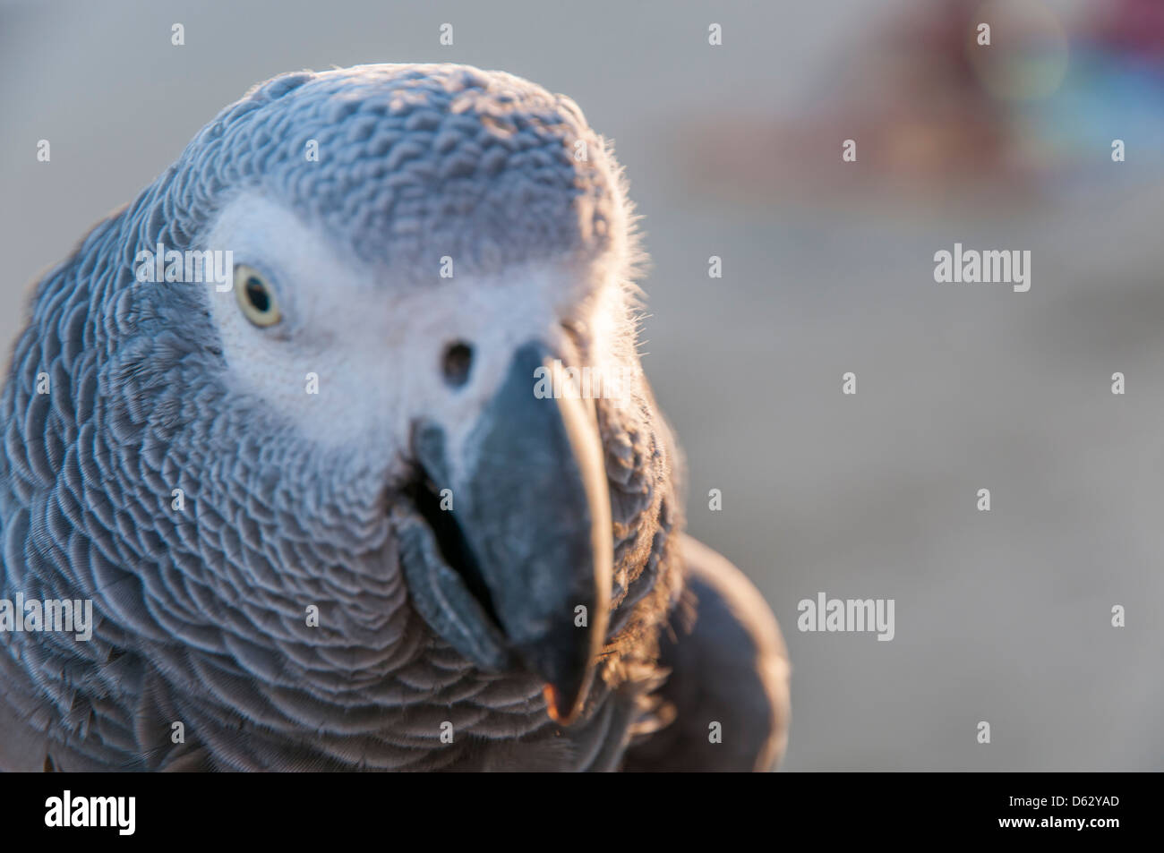 colorful parrots perched on a rock by the sea Stock Photo - Alamy