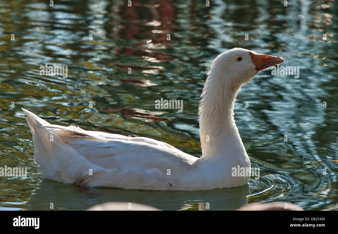 Goose swimming in a small park pond Stock Photo - Alamy