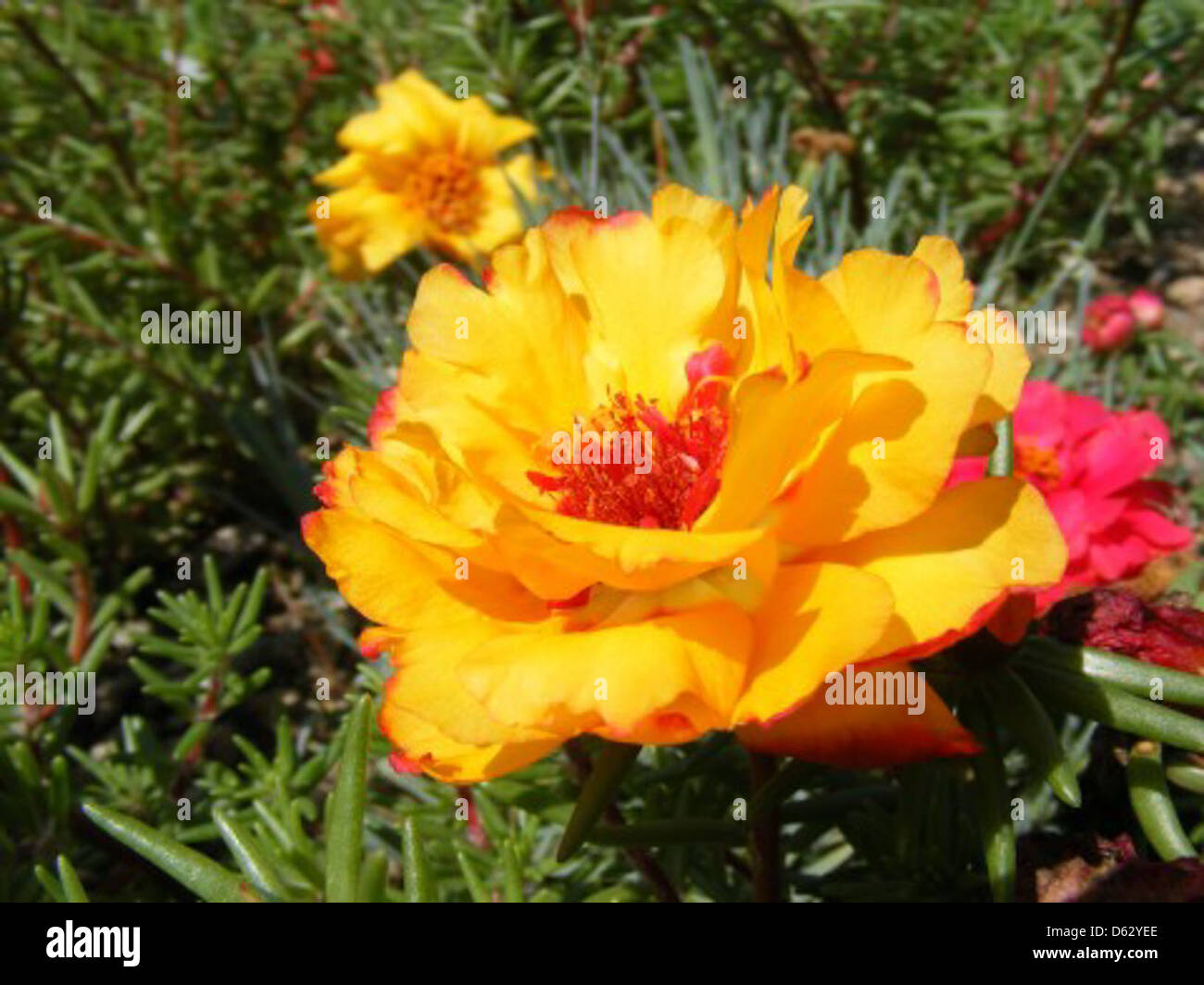 Public domain roses hi-res stock photography and images - Alamy