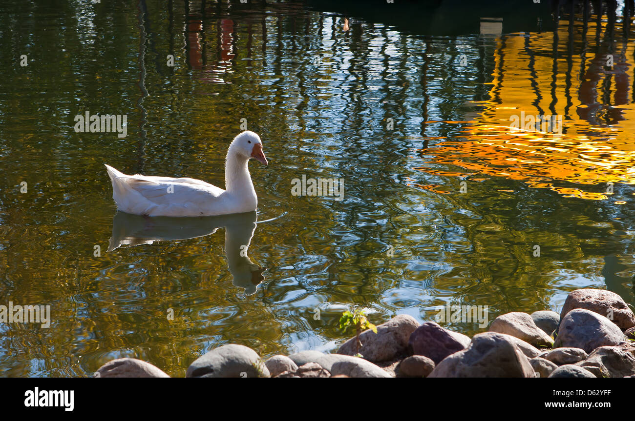 Goose swimming in a small park pond Stock Photo - Alamy