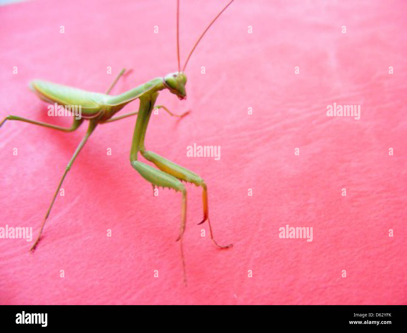 An assortment of insects including a praying mantis, Capricorn beetle ...