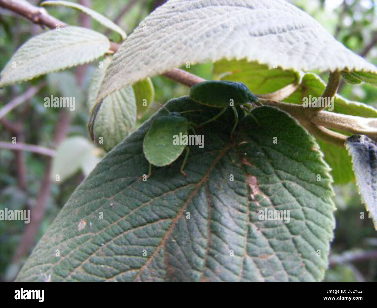 A variety of insects are featured in the image, including the ...