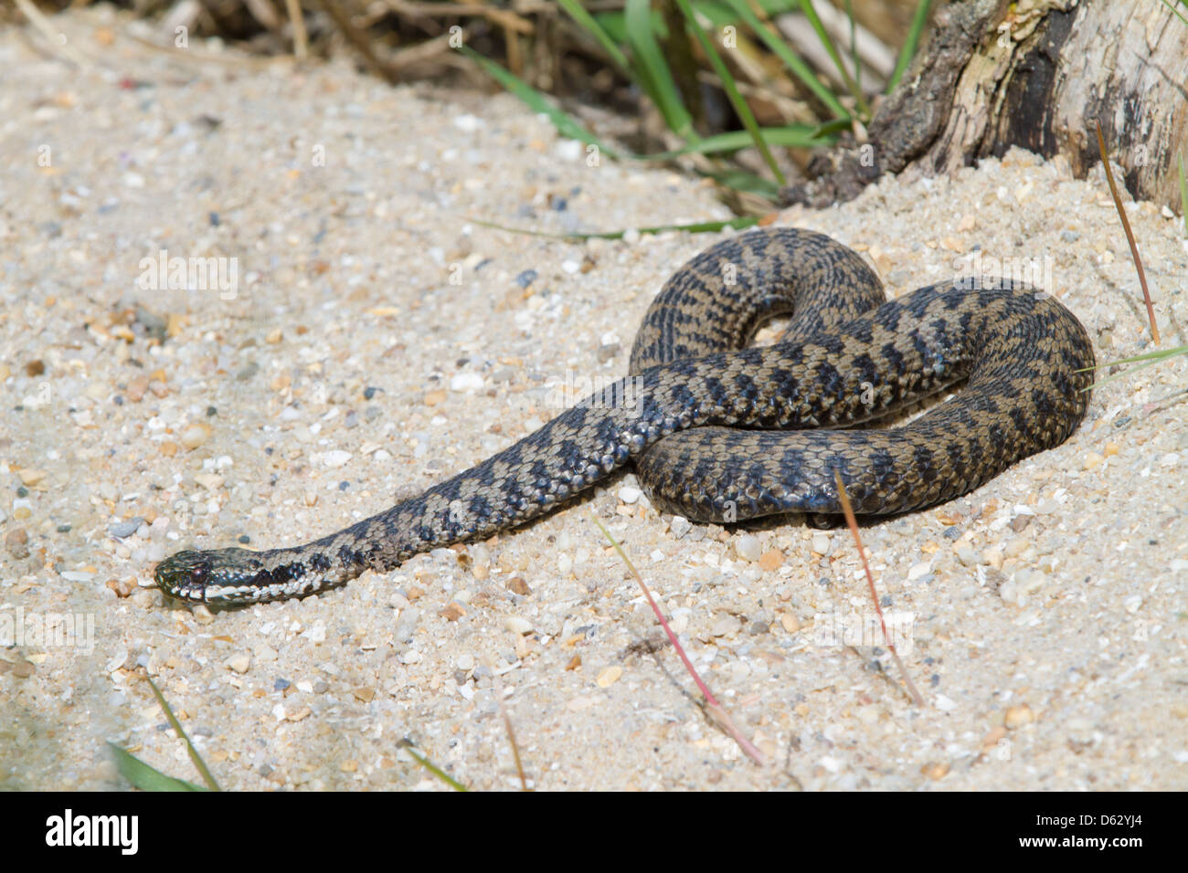 Adder Uk High Resolution Stock Photography and Images - Alamy