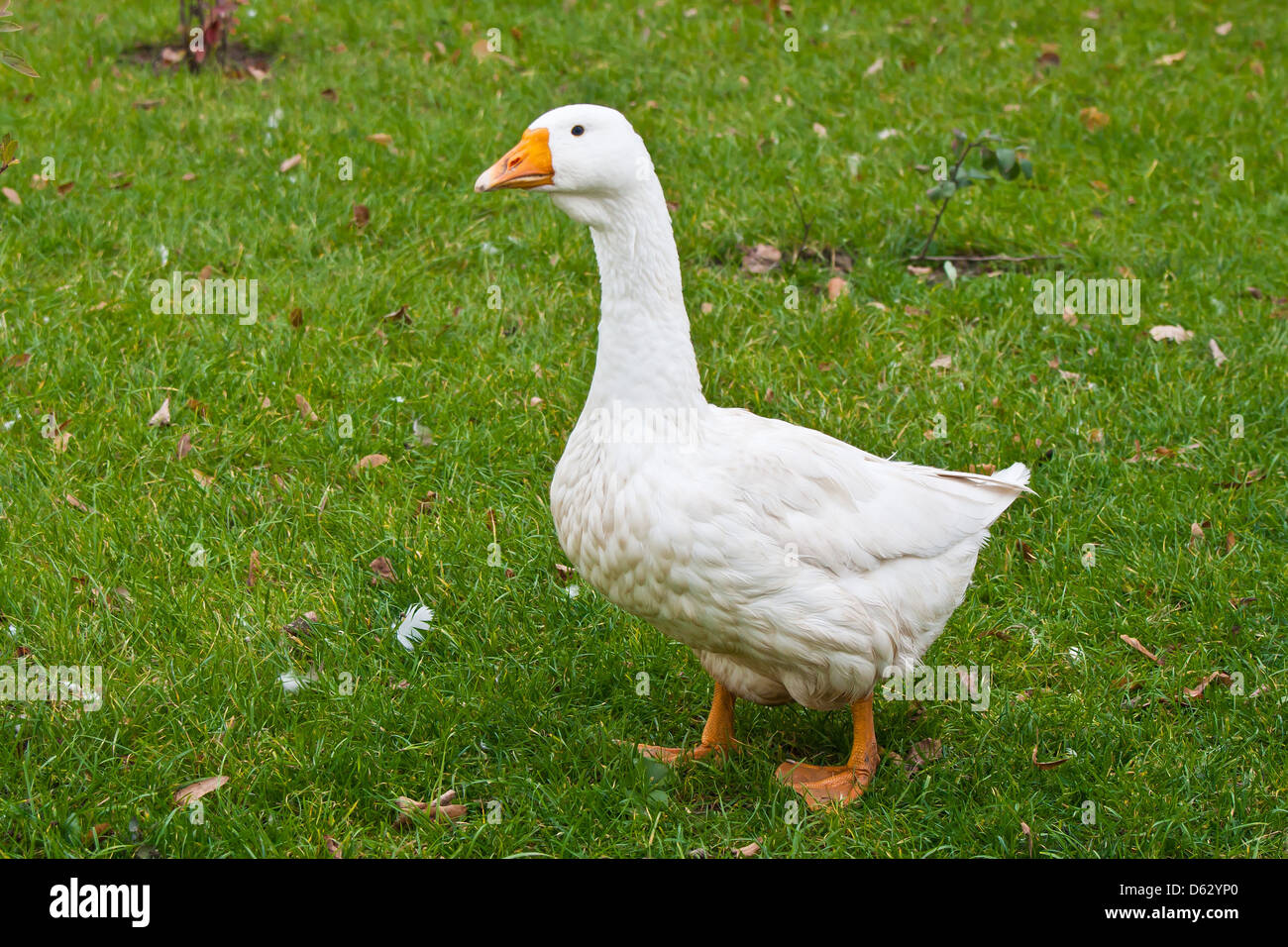 Lonely goose walking on a grass Stock Photo - Alamy