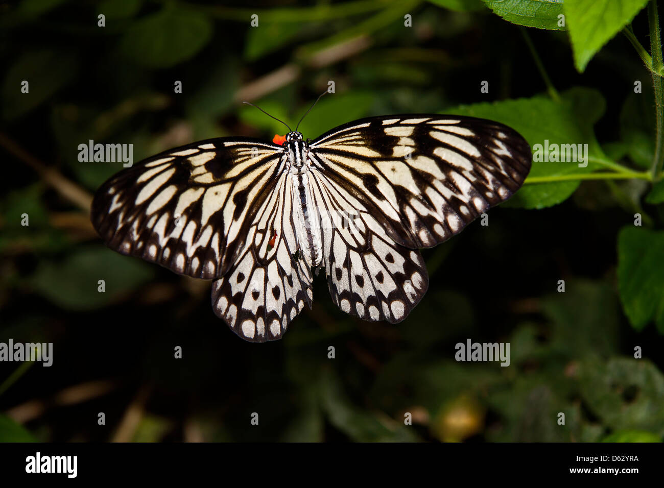 Flying colors hi-res stock photography and images - Alamy