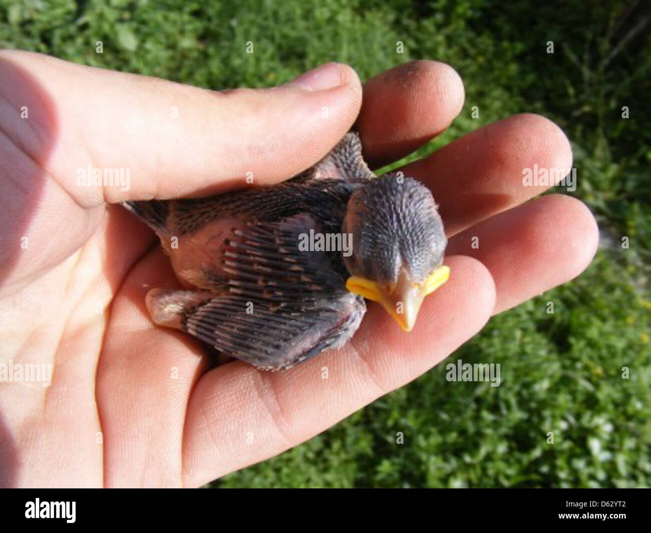 A group of baby birds in a nest, with one bird visible and peeking out ...