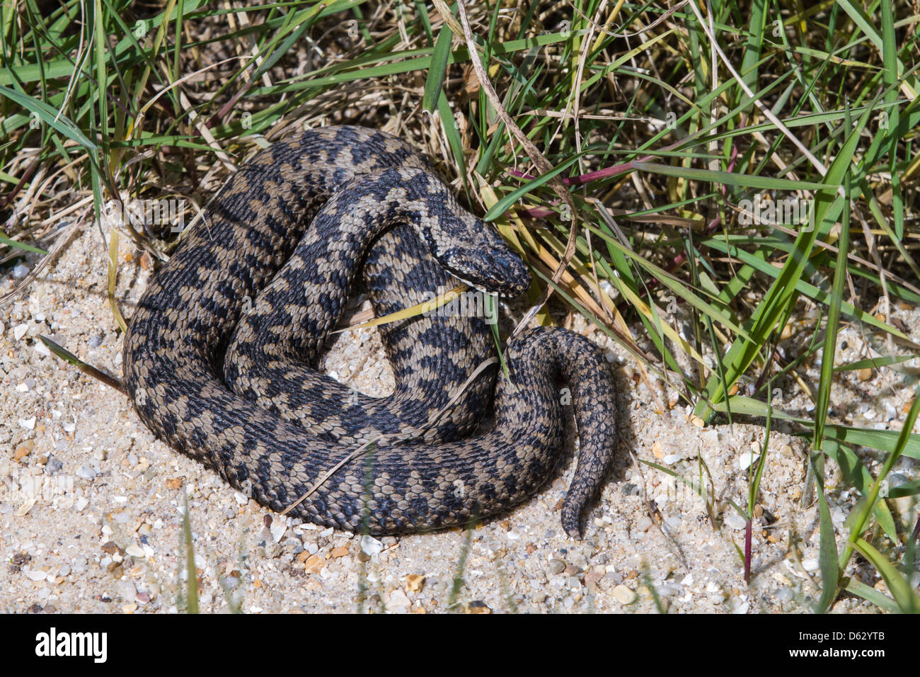 Adder, UK, basking in the morning sun Stock Photo - Alamy
