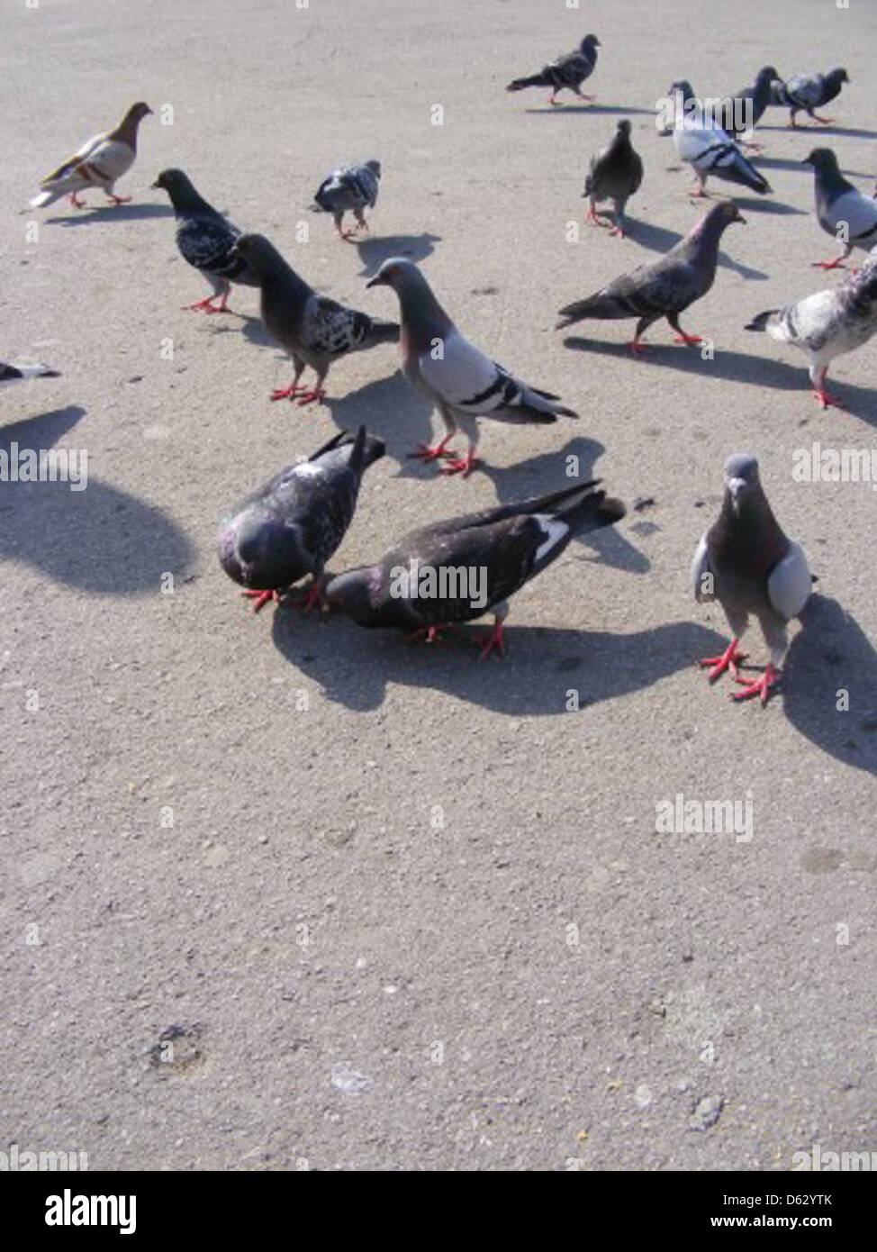 This image shows a flock of pigeons flying in the air, captured in a ...