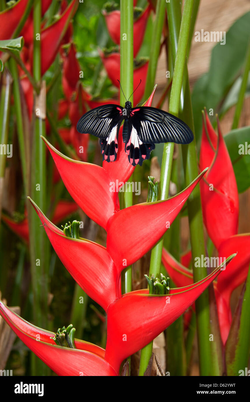 Flying colors hi-res stock photography and images - Alamy