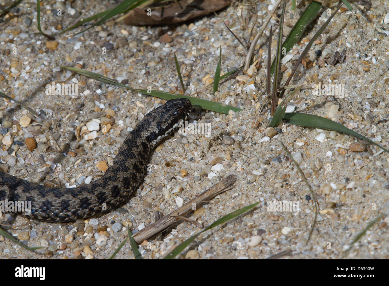 Adder, UK, basking in the morning sun Stock Photo - Alamy
