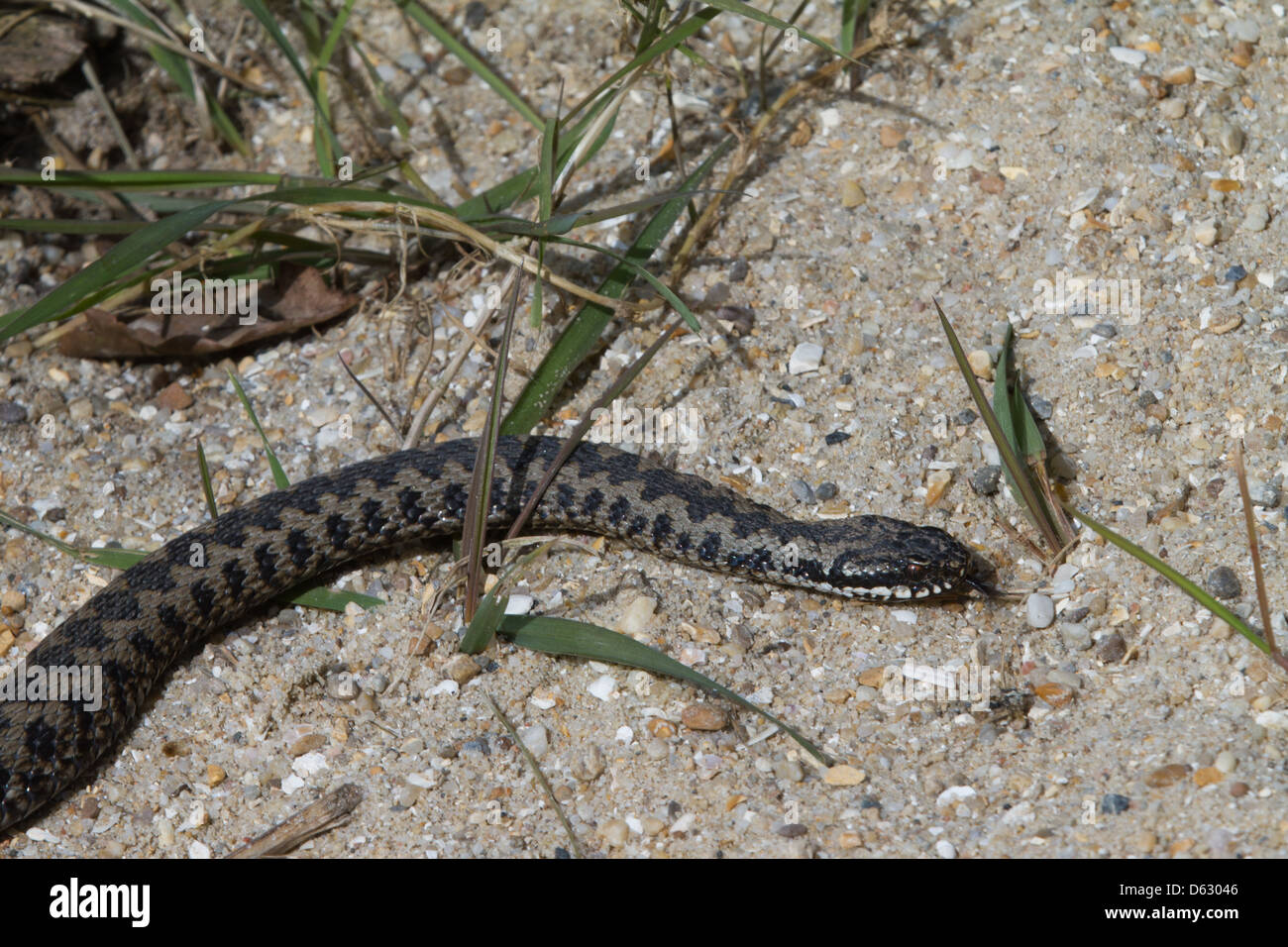 Adder, UK, basking in the morning sun Stock Photo - Alamy