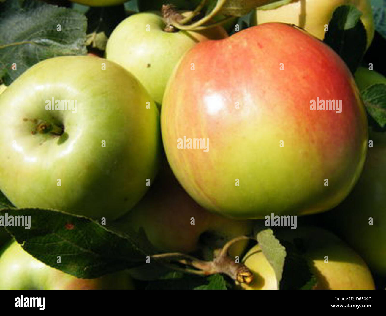 This image features fresh, raw apples, showcasing their green color and ...