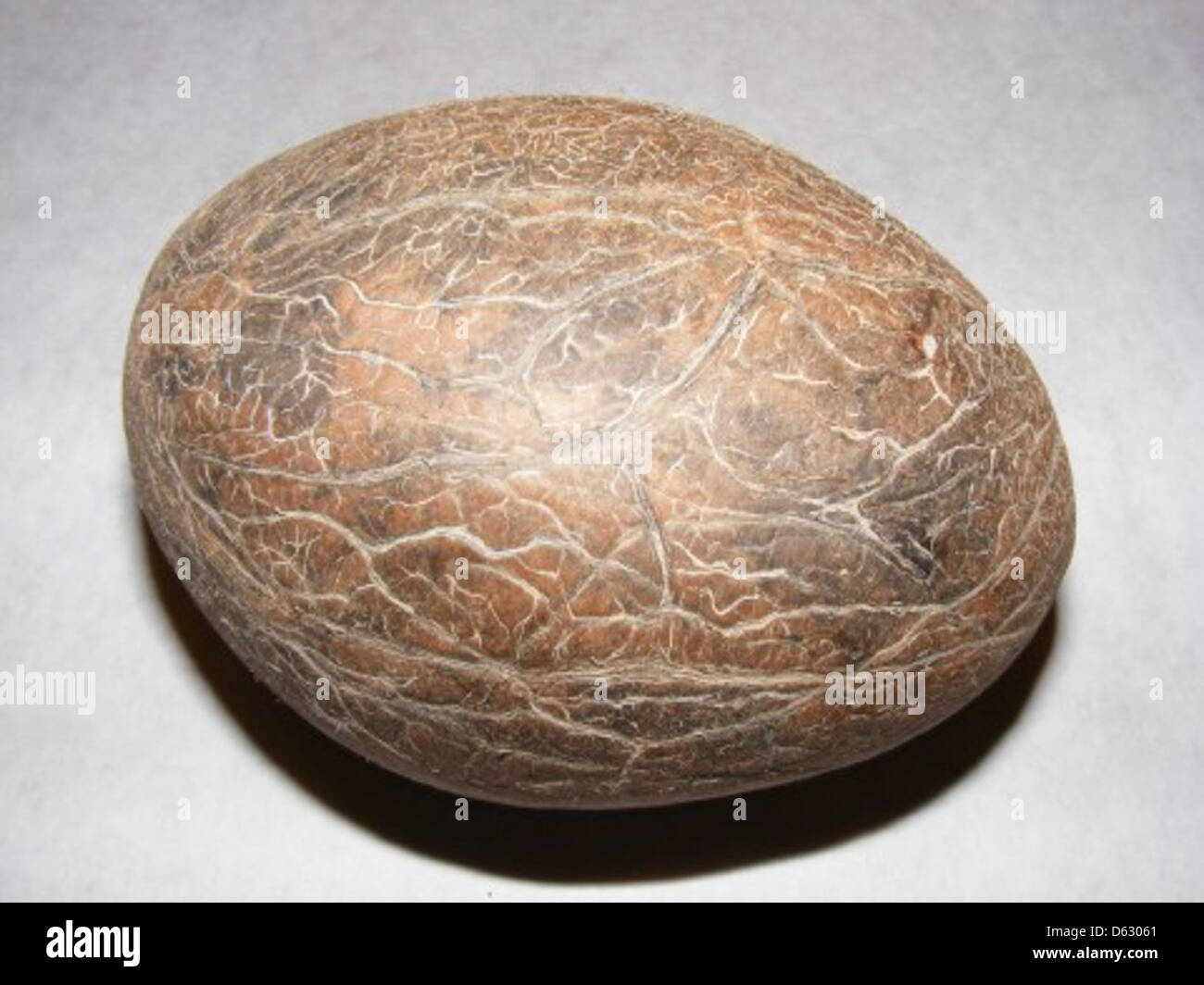 Coconut kernels, extracted from the coconut fruit, are rich in ...