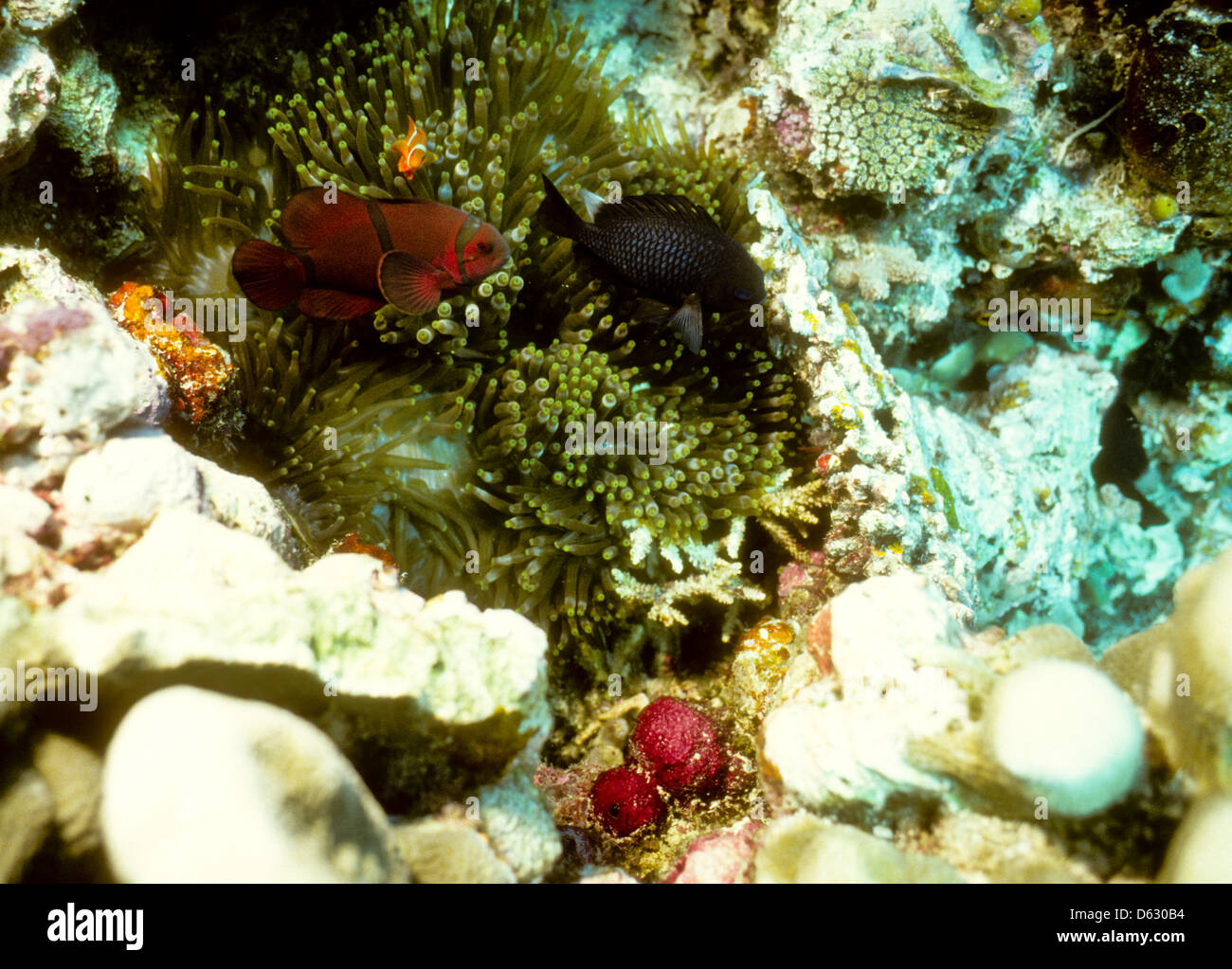 Common Anemonefish,Amphiprion ocellaris,Sipadan May 1992 Underwater ...