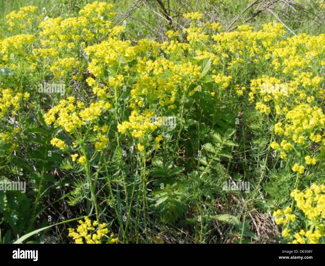 Euphorbia Cyparissias, commonly known as Cypress Spurge, is a perennial ...