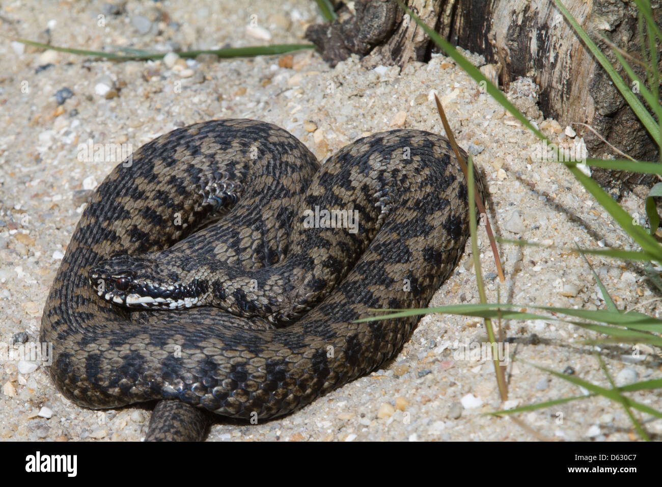 Uk adder hi-res stock photography and images - Alamy